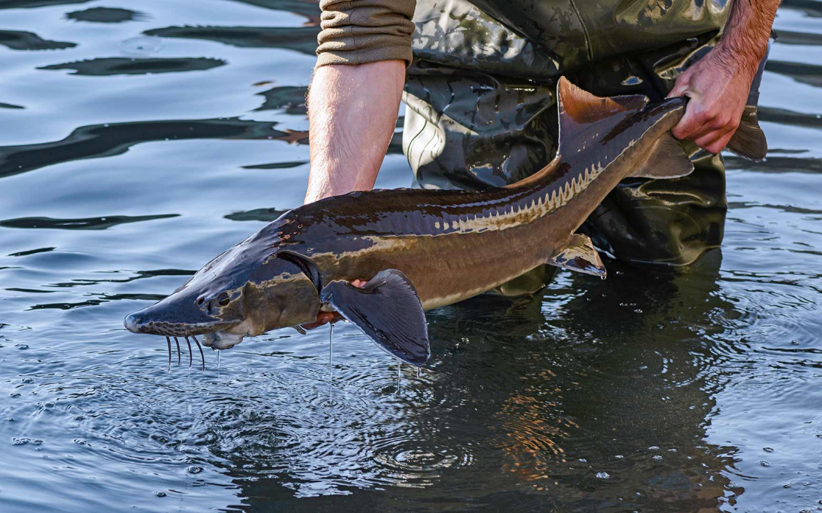 A legősibb csemegénk | Új Nő