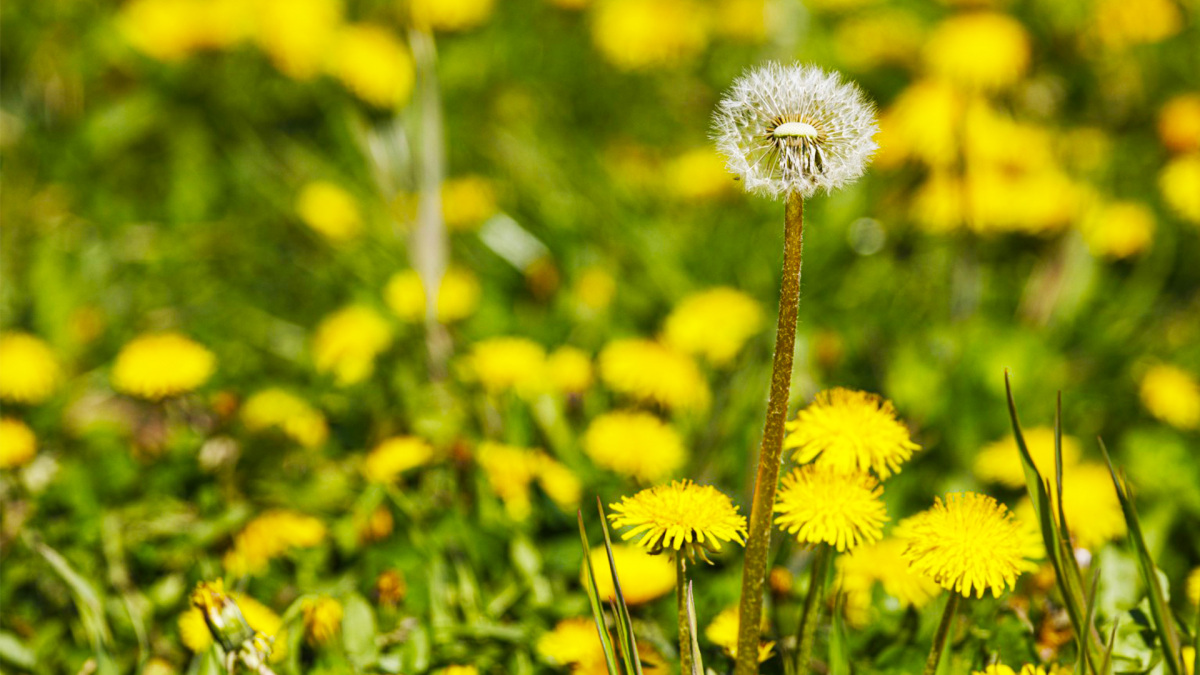 A pitypang titka | Új Nő